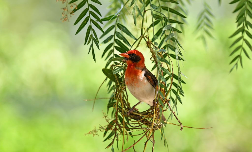 Red Headed Weaver - Riftview Cottages